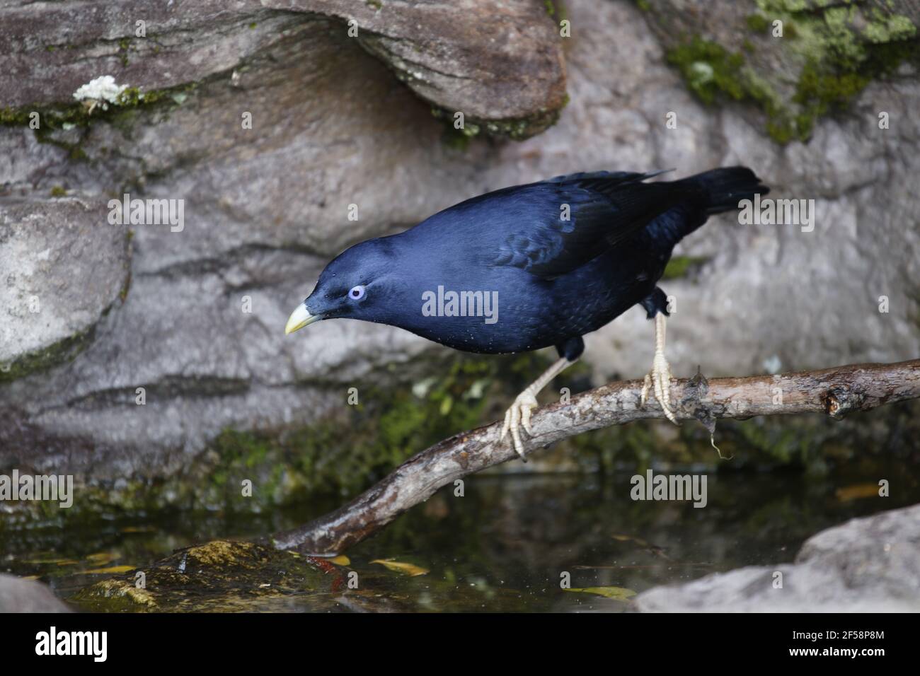 Satin Bowerbird - adult male by drinking pool Ptilonorhynchus violaceus Lamington National Park ...