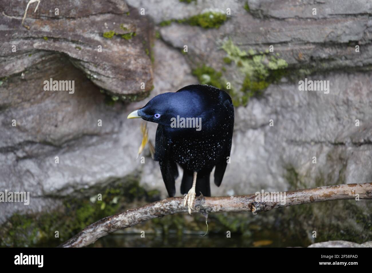 Satin Bowerbird - adult male by drinking pool Ptilonorhynchus violaceus Lamington National Park ...