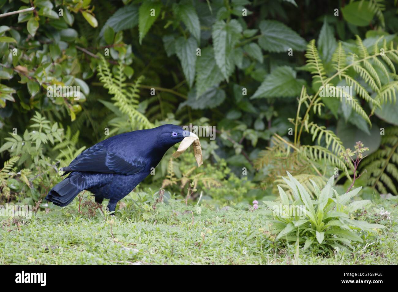 Collecting australia bower queensland male ptilonorhynchus violaceus bowerbird satin bowerbird ...