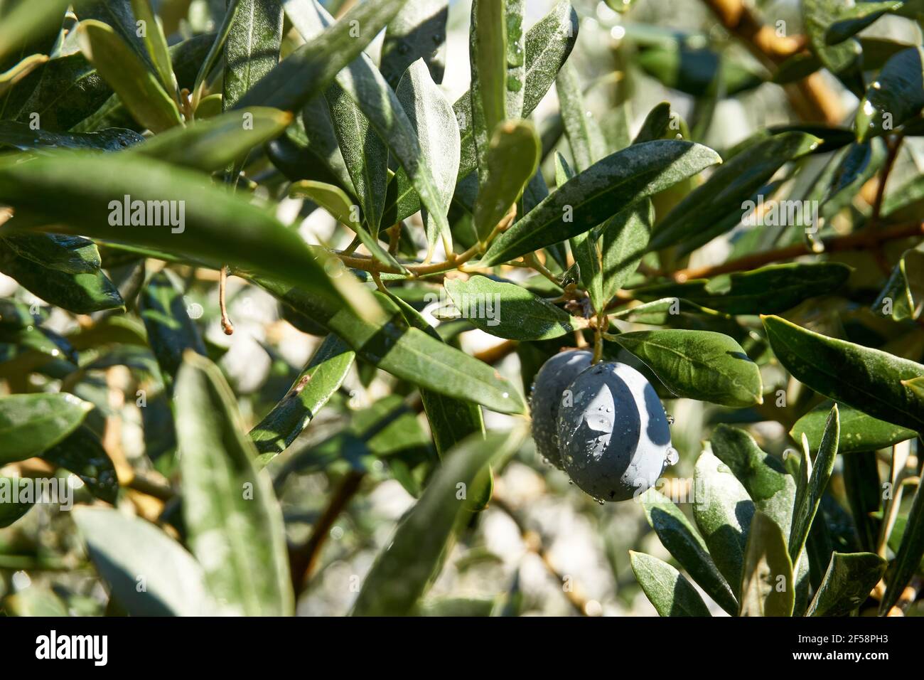 Olive branch with olives Stock Photo - Alamy