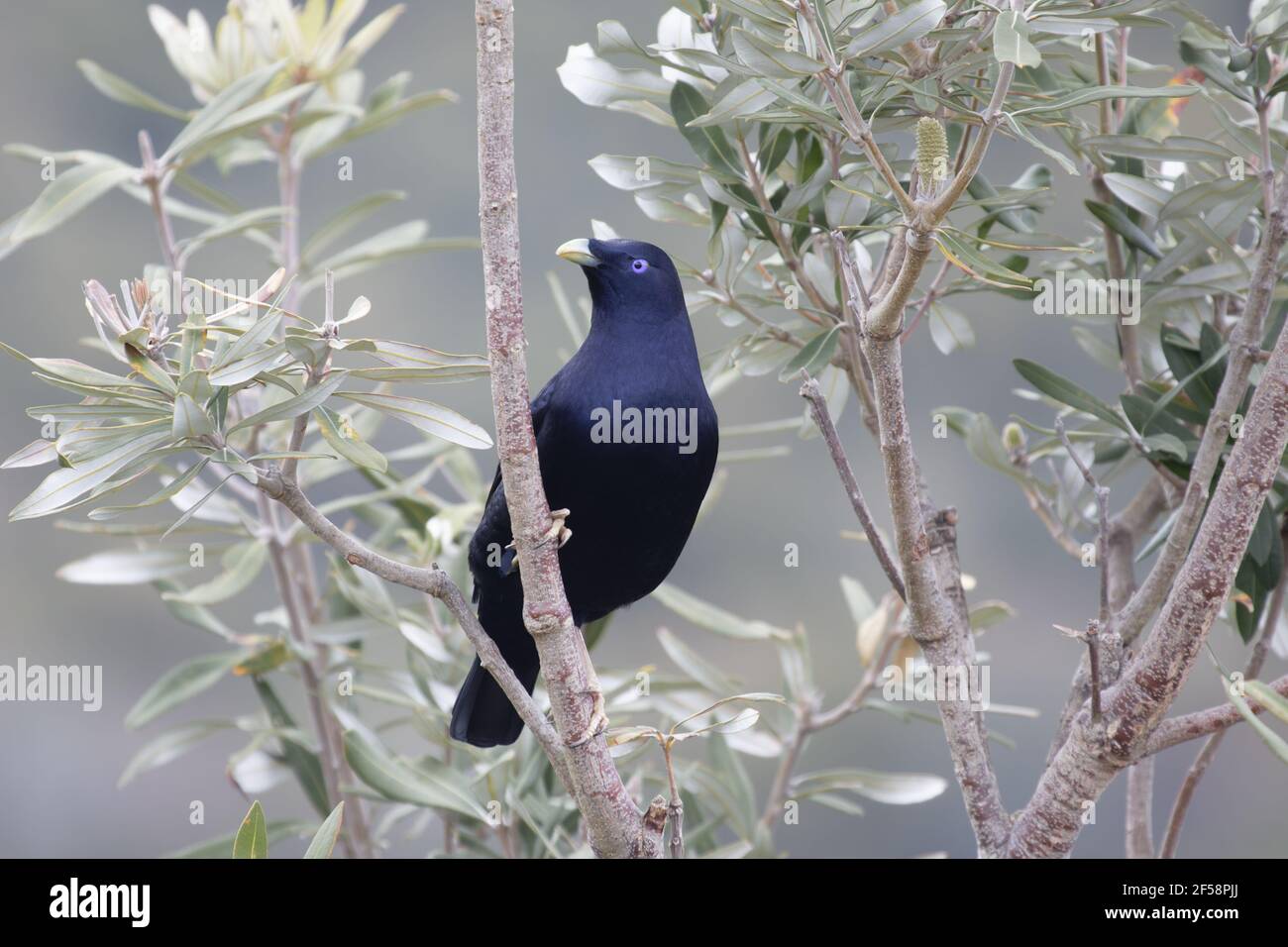 Satin Bowerbird - adult male Ptilonorhynchus violaceus Lamington National Park Queensland ...