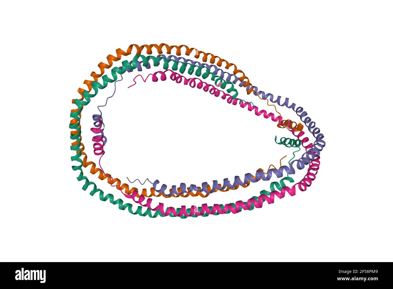 Structure of human apolipoprotein A1, 3D cartoon model, white ...