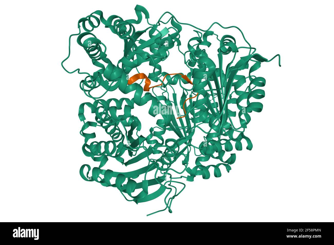 Structure of human insulin-degrading enzyme (green) in complex with ...