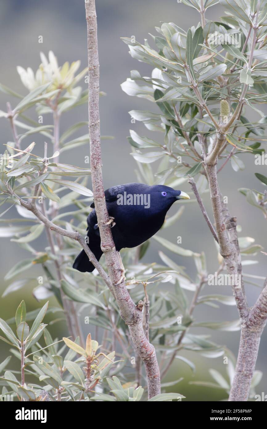 Satin Bowerbird - adult male Ptilonorhynchus violaceus Lamington National Park Queensland ...