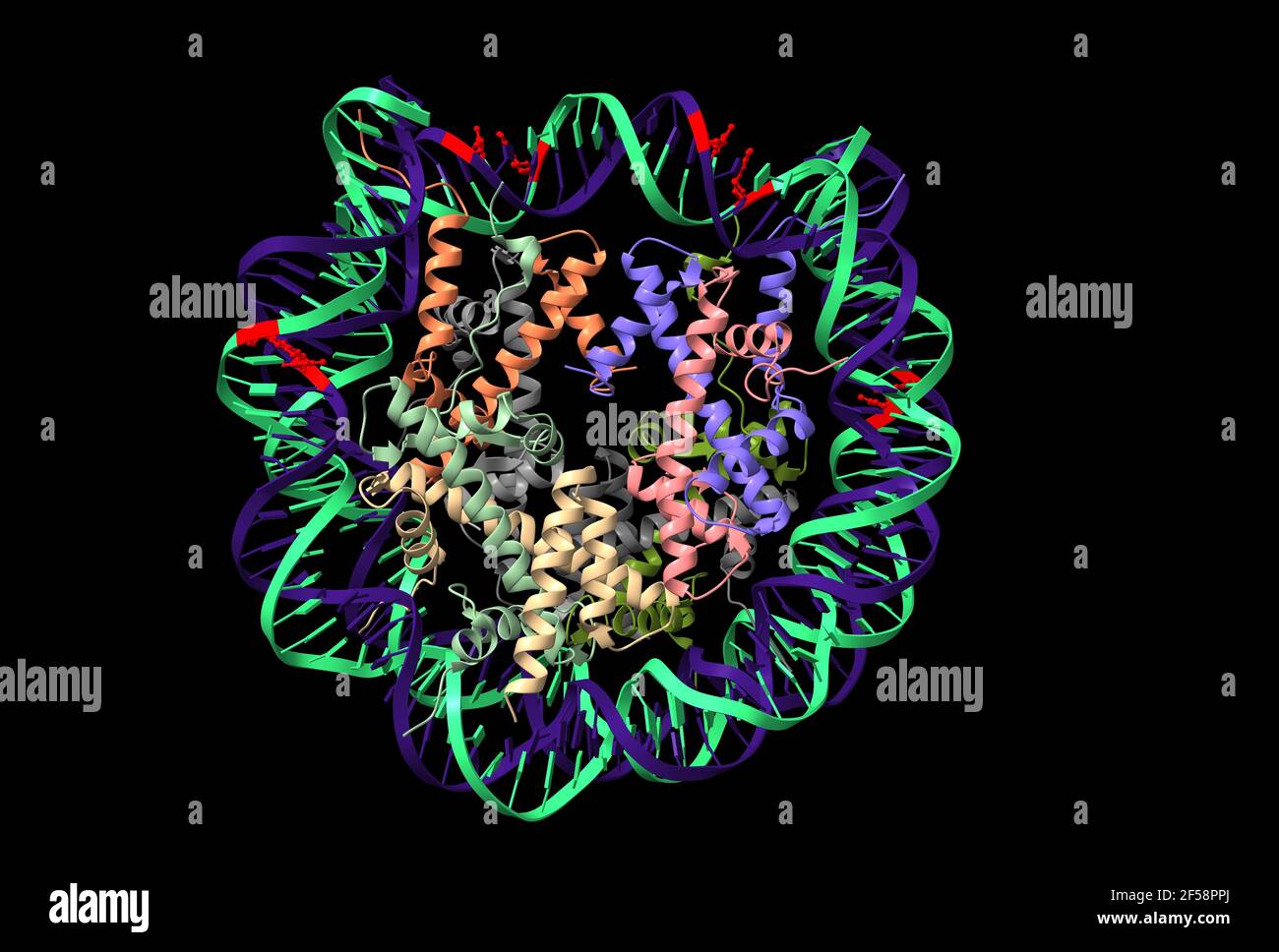 Histone Methylation Animation