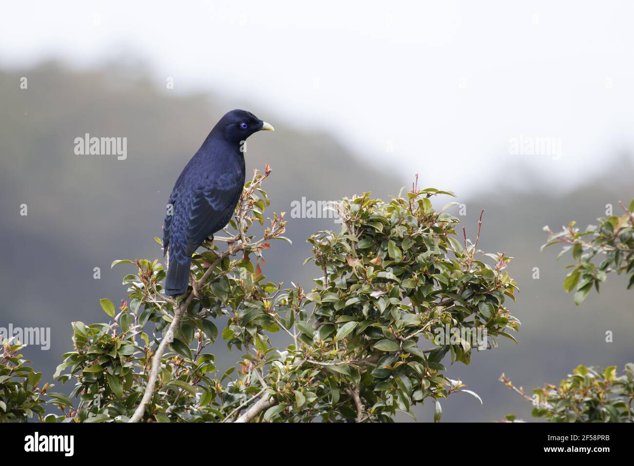 Satin Bowerbird - adult male Ptilonorhynchus violaceus Lamington National Park Queensland ...