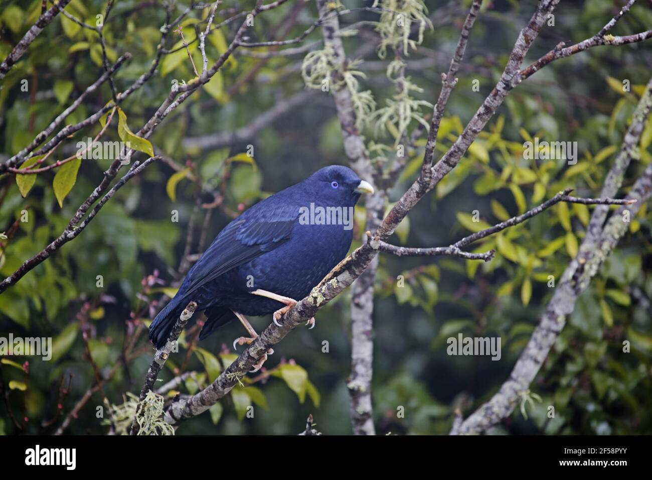 Satin Bowerbird - adult male Ptilonorhynchus violaceus Lamington National Park Queensland ...