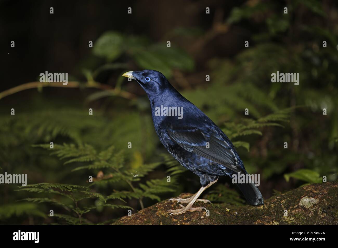 Satin Bowerbird - adult male Ptilonorhynchus violaceus Lamington National Park Queensland ...