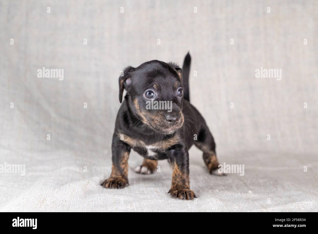 Brown and black brindle Jack Russell Terrier dog puppy. Looks cheeky ...