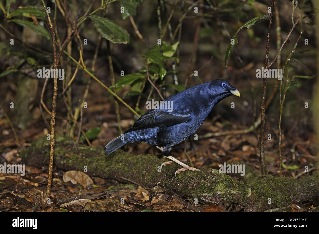 Satin Bowerbird - adult male Ptilonorhynchus violaceus Lamington National Park Queensland ...