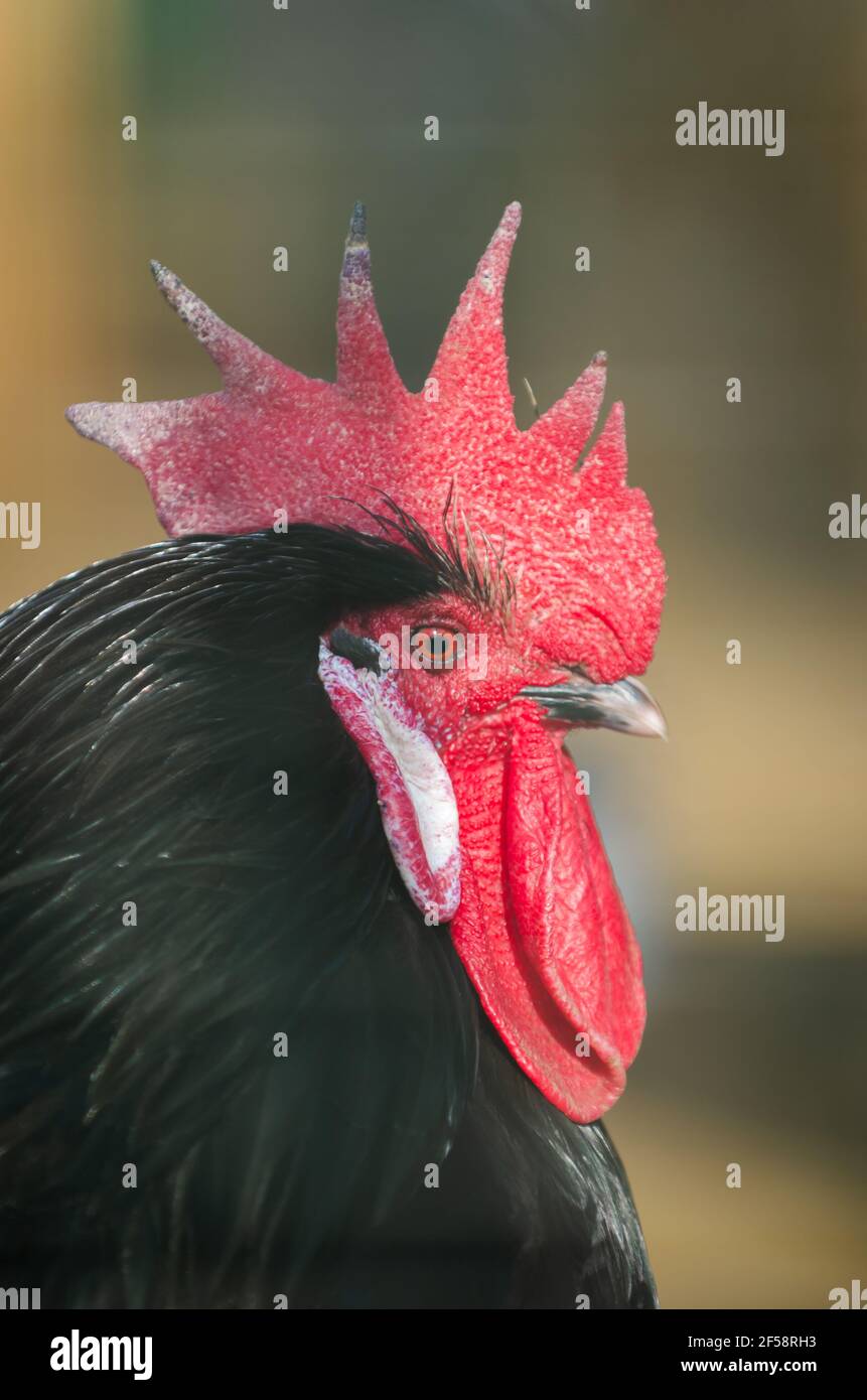 lateral portrait of a rooster with black feathers and red crest and eye ...