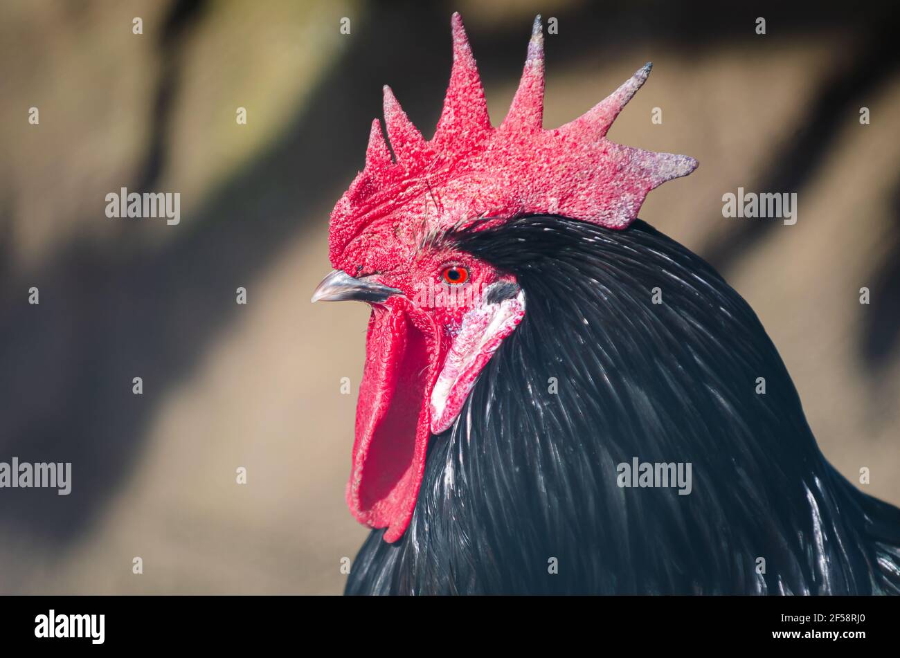 lateral portrait of a rooster with black feathers and red crest and eye ...