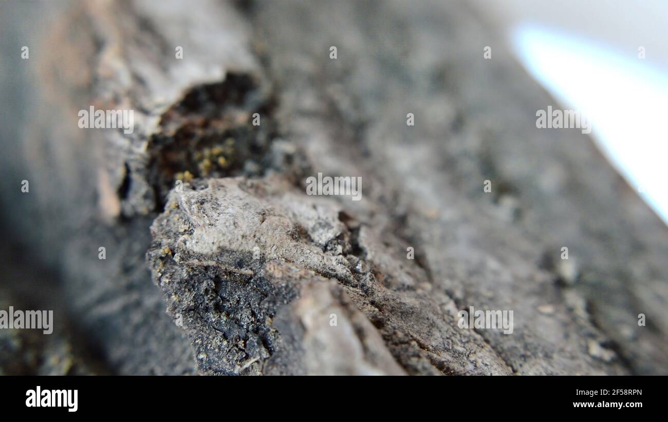 Close up view of broken tree bark rotate Stock Photo - Alamy
