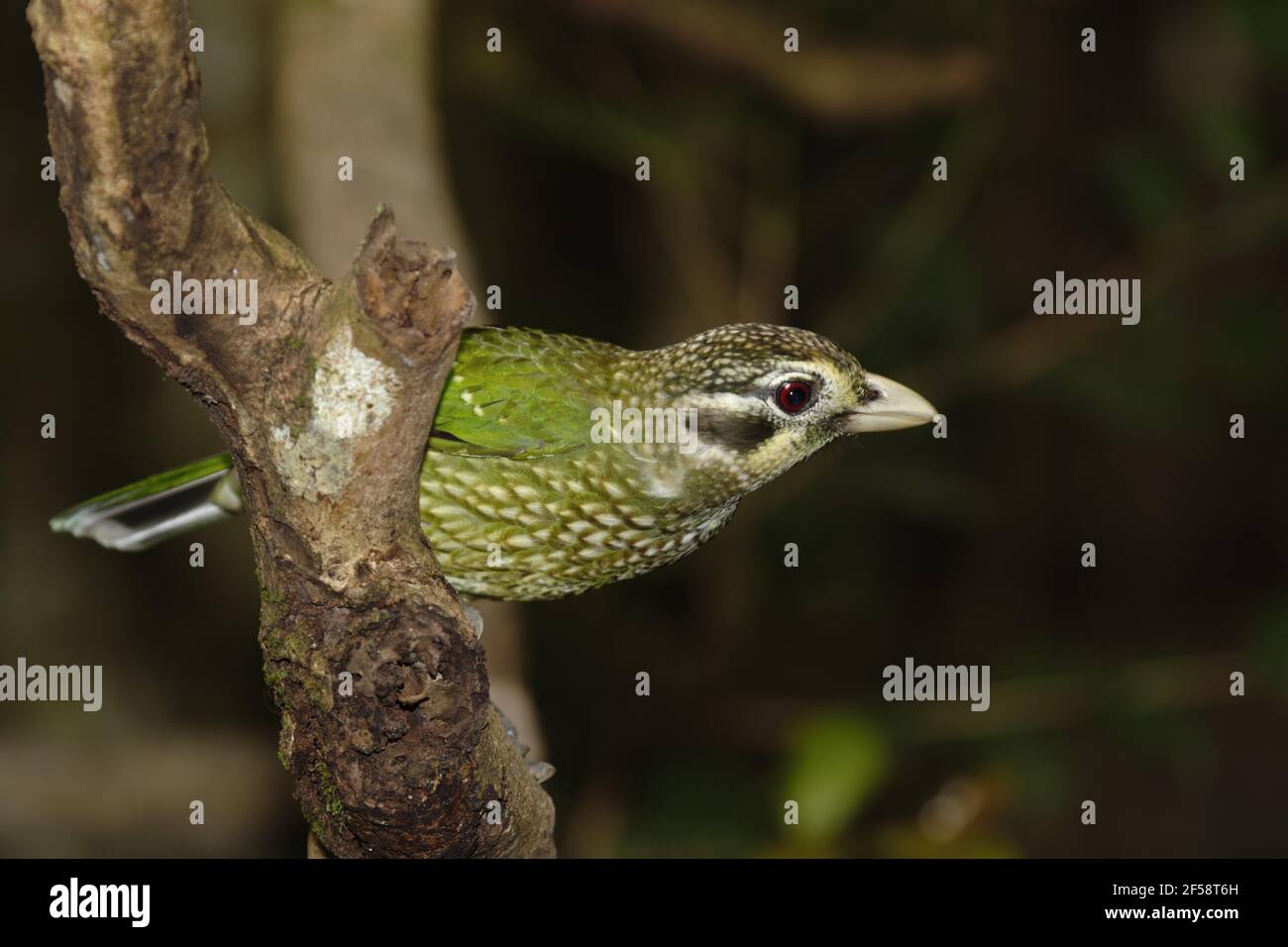 Spotted Catbird Ailuroedus melanotis Atherton Tablelands Queensland ...