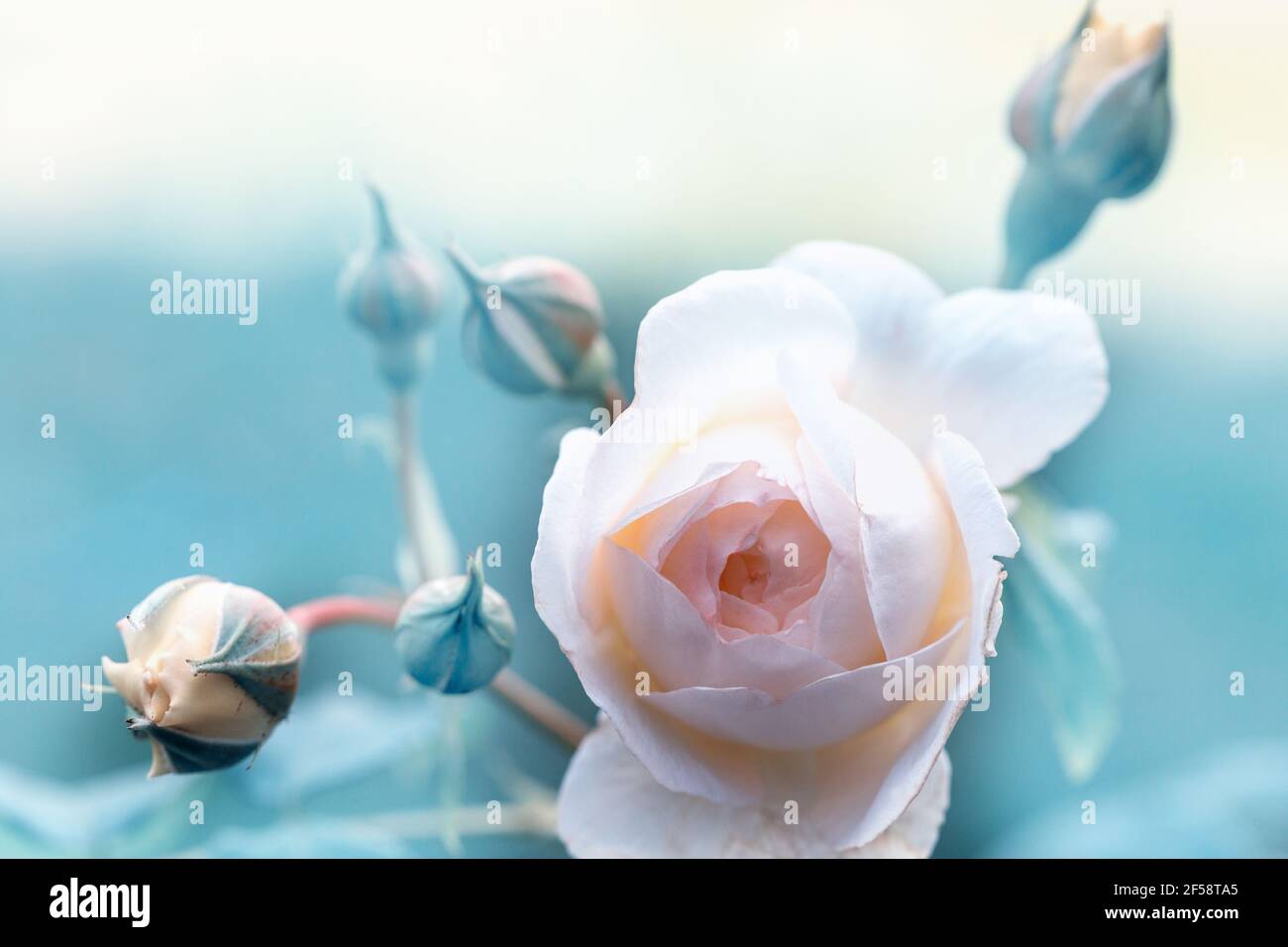 Beautiful pink white roses flowers in garden close up. Tinted effect ...