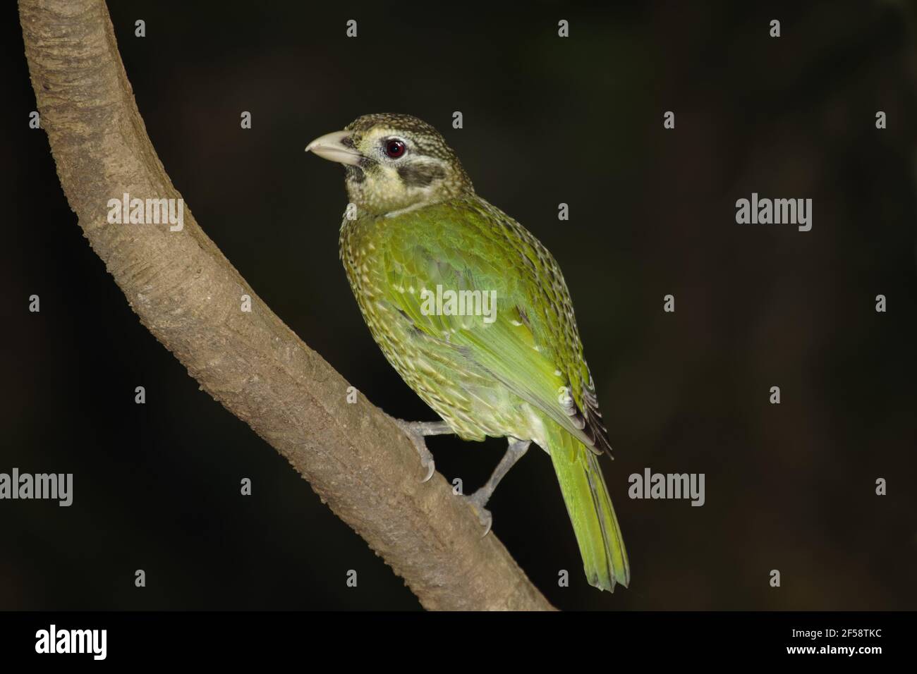 Spotted Catbird Ailuroedus melanotis Atherton Tablelands Queensland ...