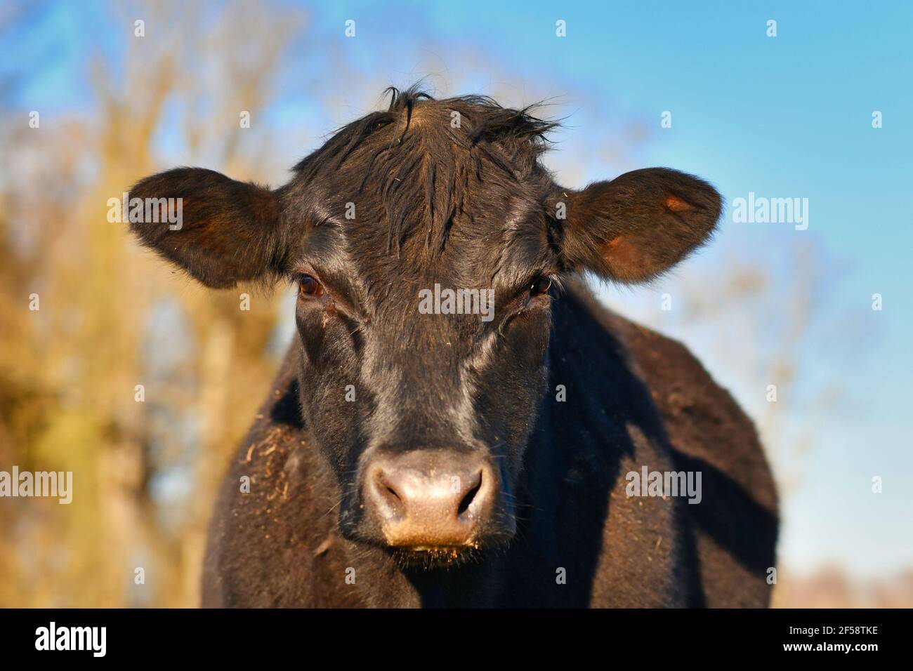 Head of black German Angus cattle cow Stock Photo - Alamy