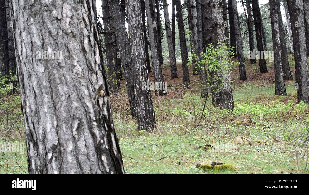 Old natural forest woods , trees background, green nature landscape ...