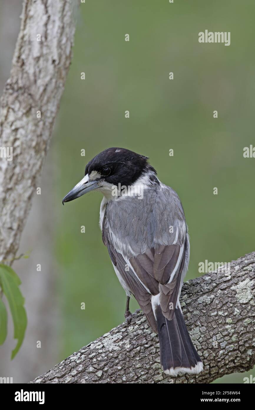 Grey Butcherbird Cracticus torquatus Gold Coast Queensland, Australia ...