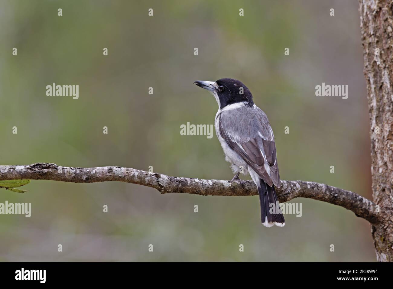 Grey Butcherbird Cracticus torquatus Gold Coast Queensland, Australia ...