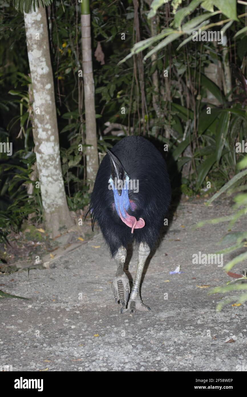 Australian cassowary hi-res stock photography and images - Alamy