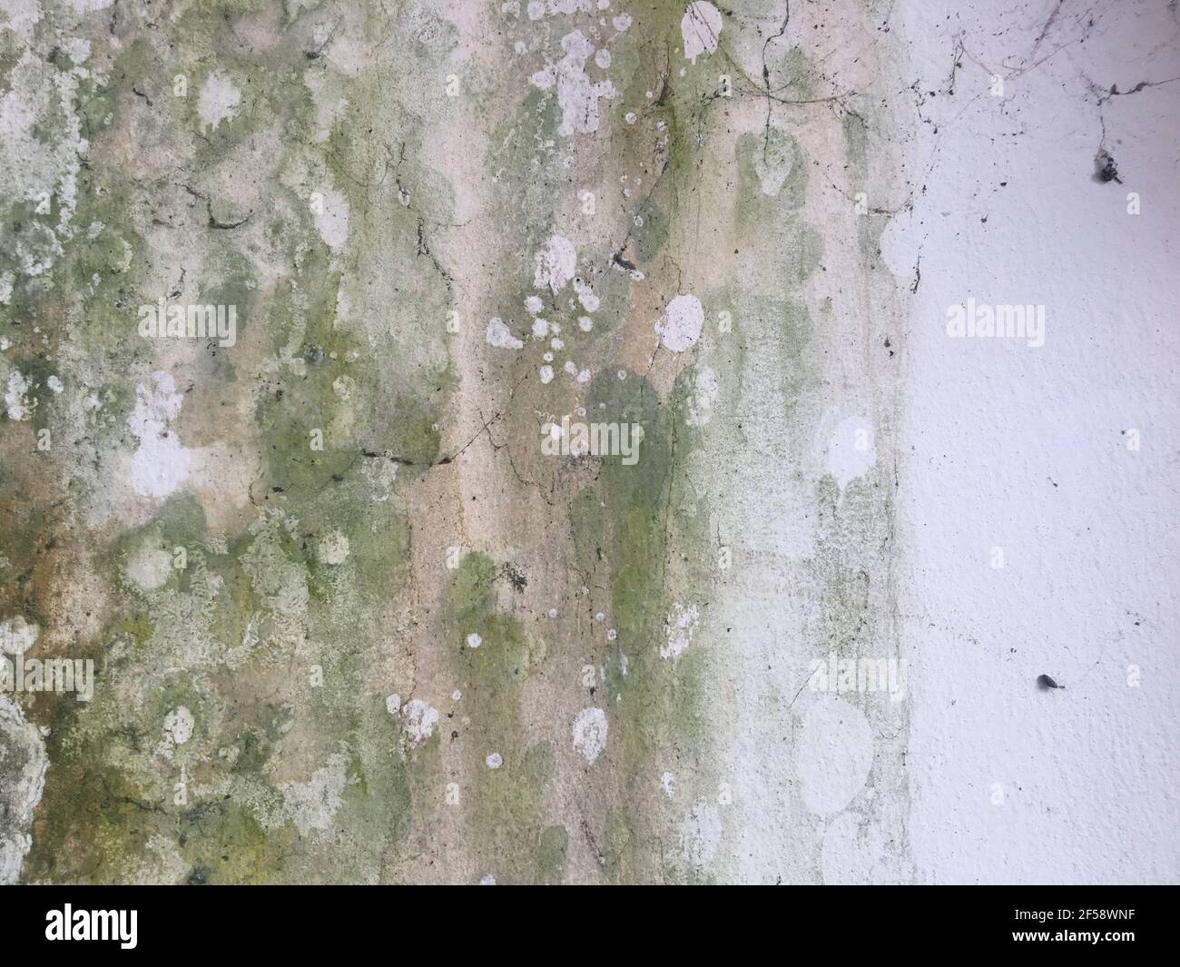Concrete texture wall space background for design Stock Photo - Alamy