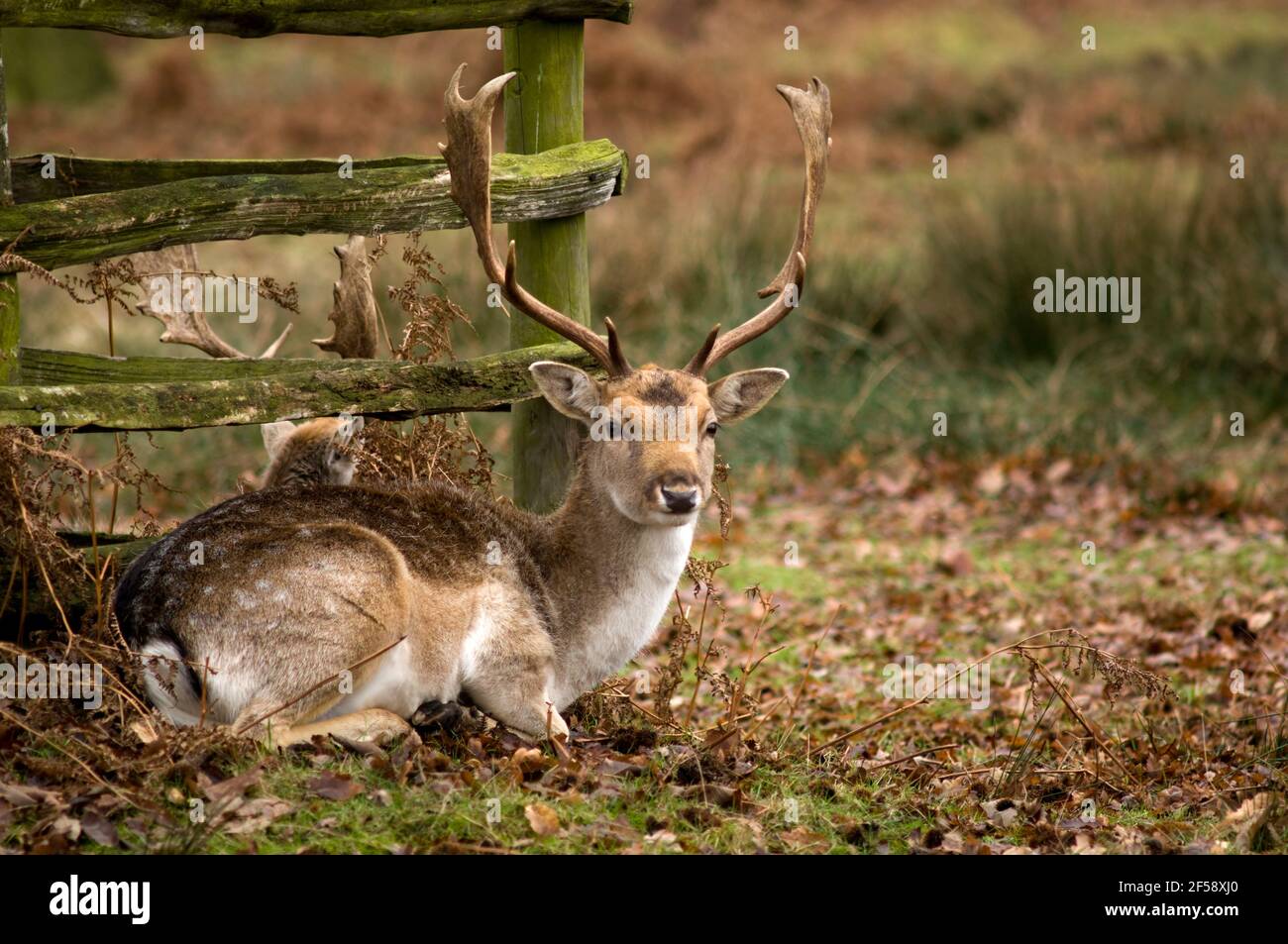 Buck taylor hi-res stock photography and images - Alamy