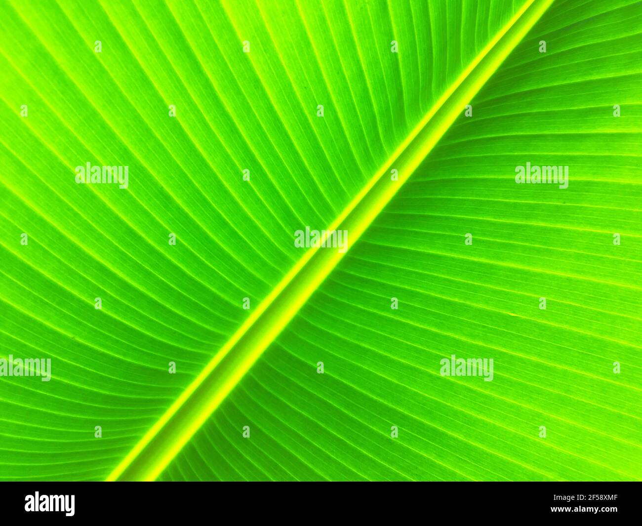 Banana Leaf Texture Photo & Art Print Beautiful Tropical Banana Leaf