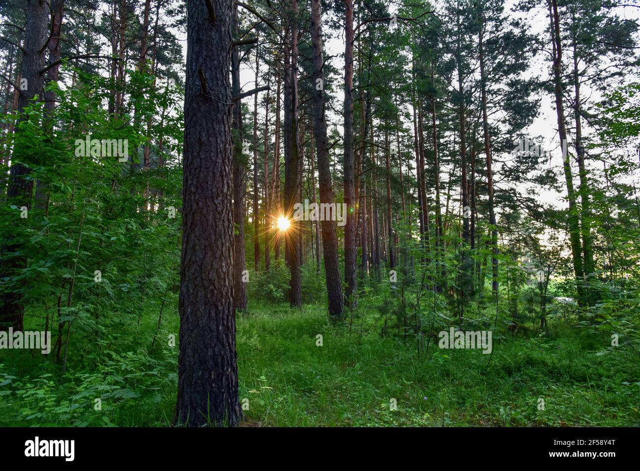 Sun rays through branches of green trees in a forest or park Stock ...