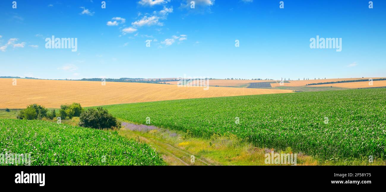 Indian corn field hi-res stock photography and images - Alamy