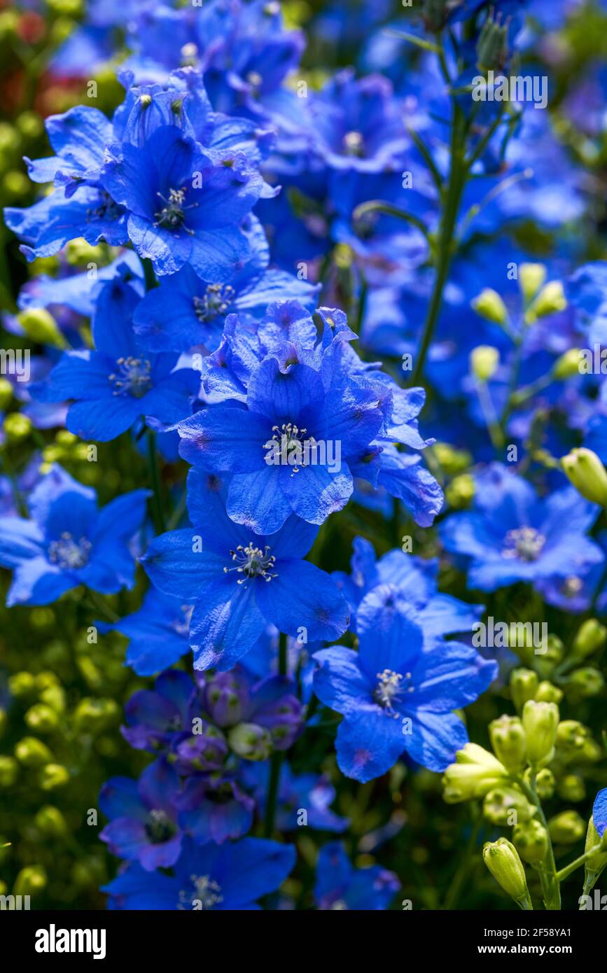 Delphinium consolida rose hi-res stock photography and images - Alamy