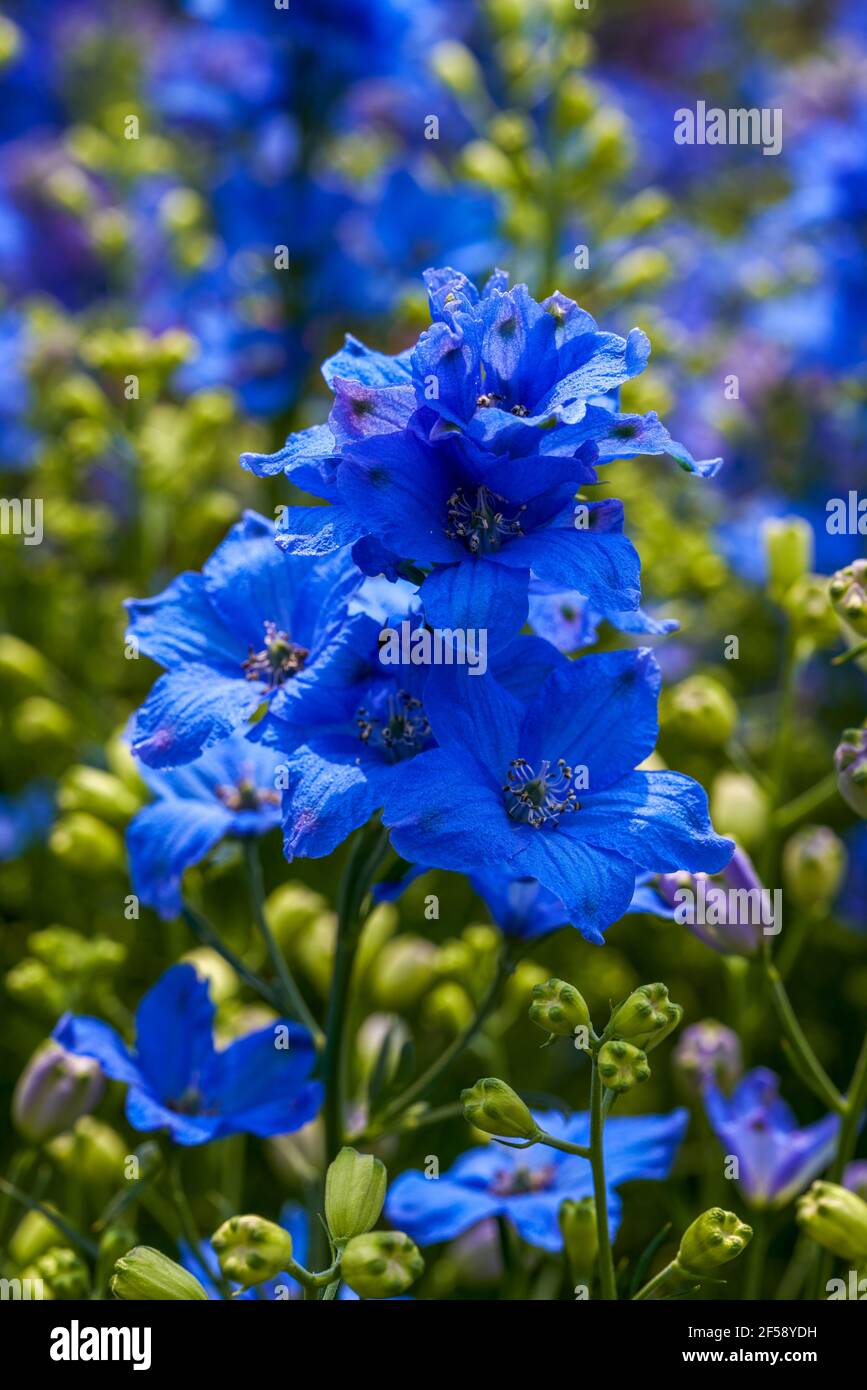 Delphinium ajacis l hi-res stock photography and images - Alamy