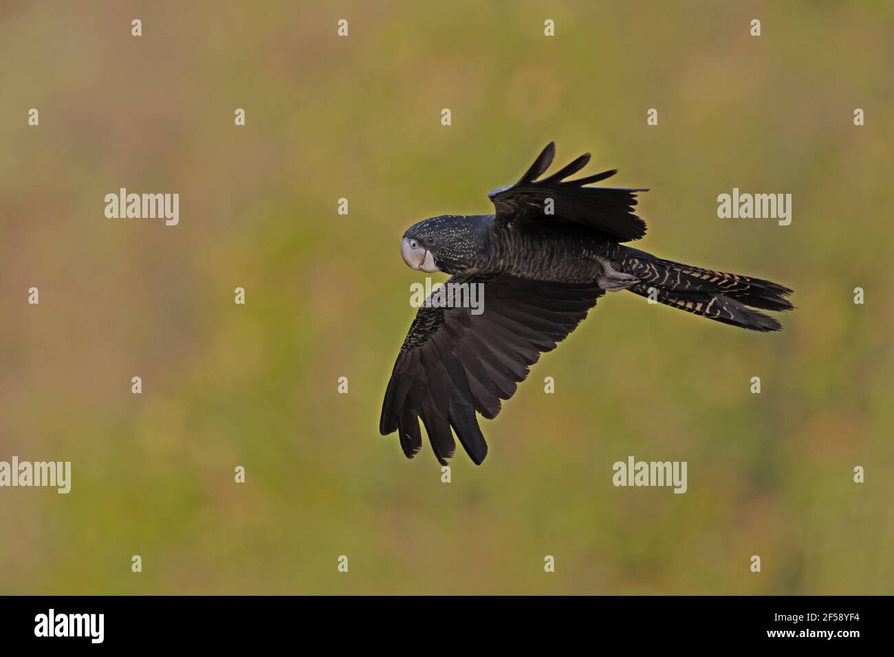 Red tailed black cockatoo hi-res stock photography and images - Alamy