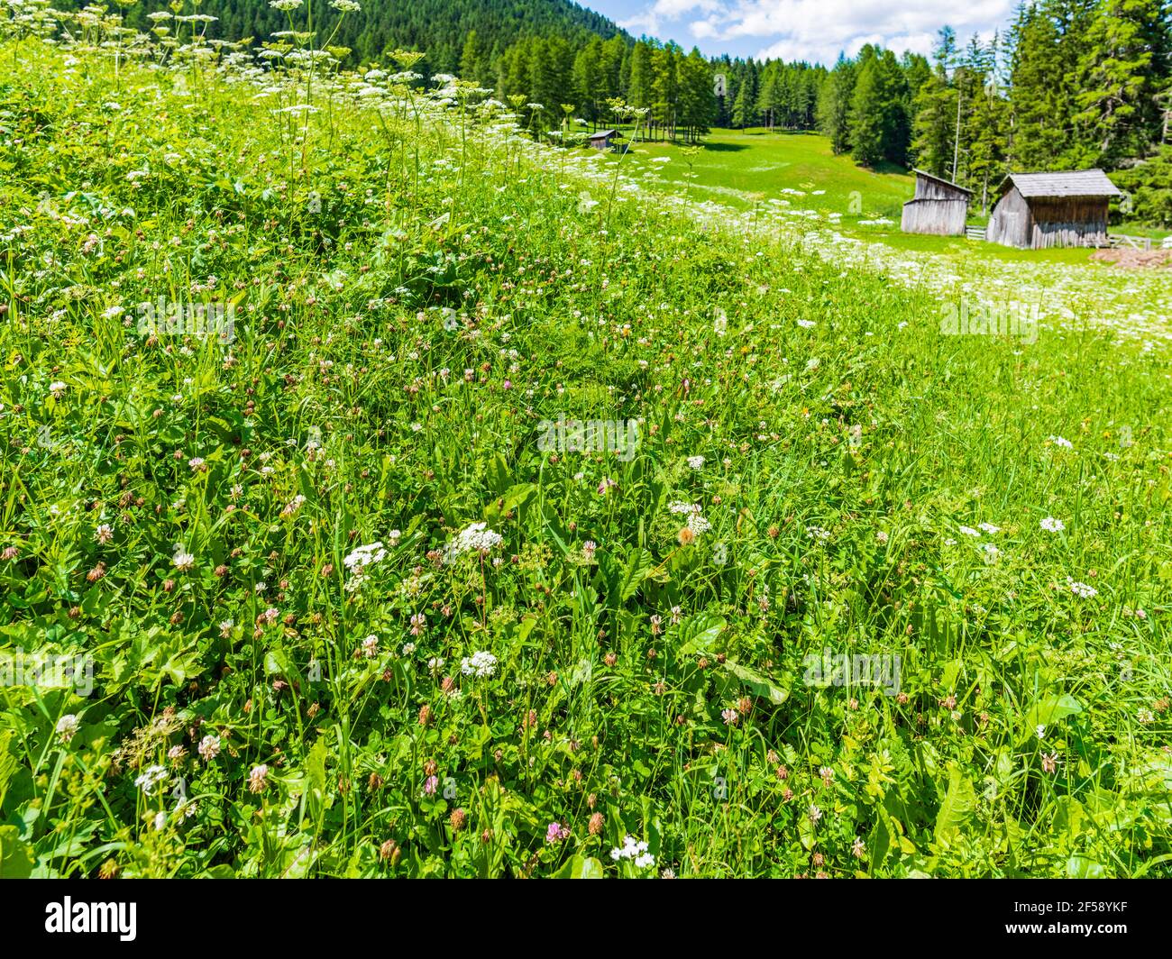 Typical views of the dolomitic valley floor. The Val Fiscalina Stock ...