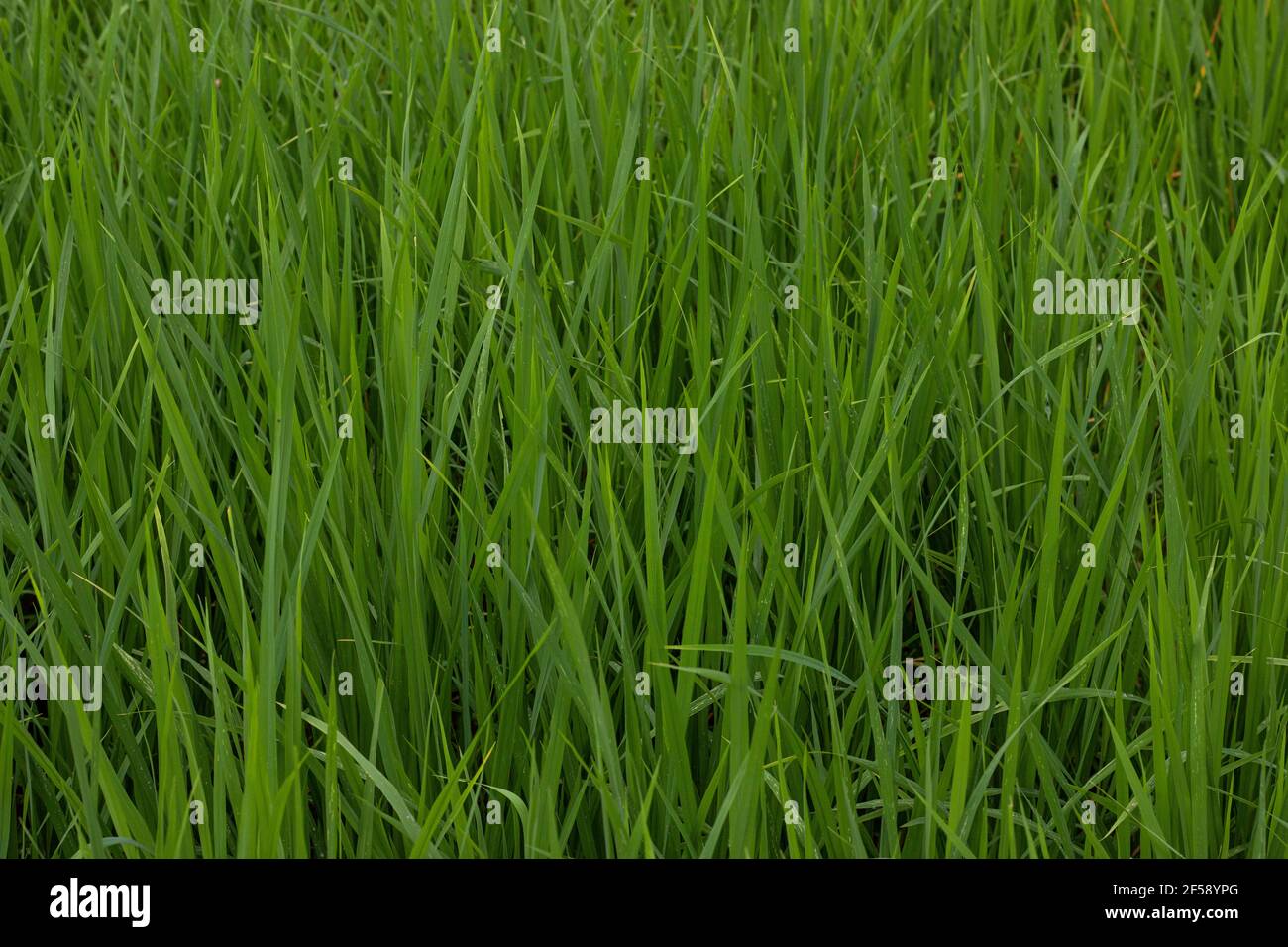 traditional rice farm , rice farm , rice plant , Green rice field india ...