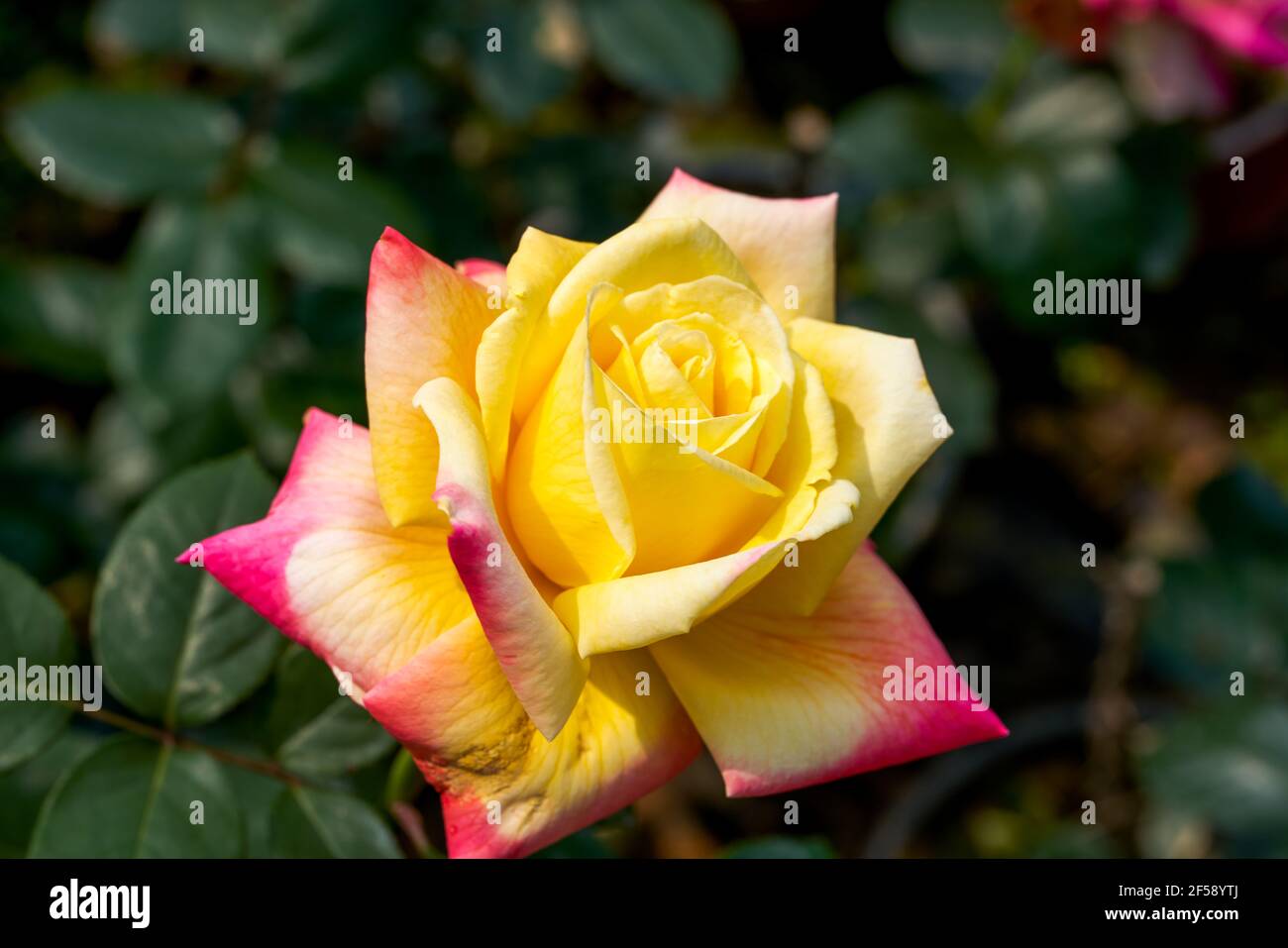 A beautiful blooming yellow-red rose flower close-up, Rosa chinensis ...
