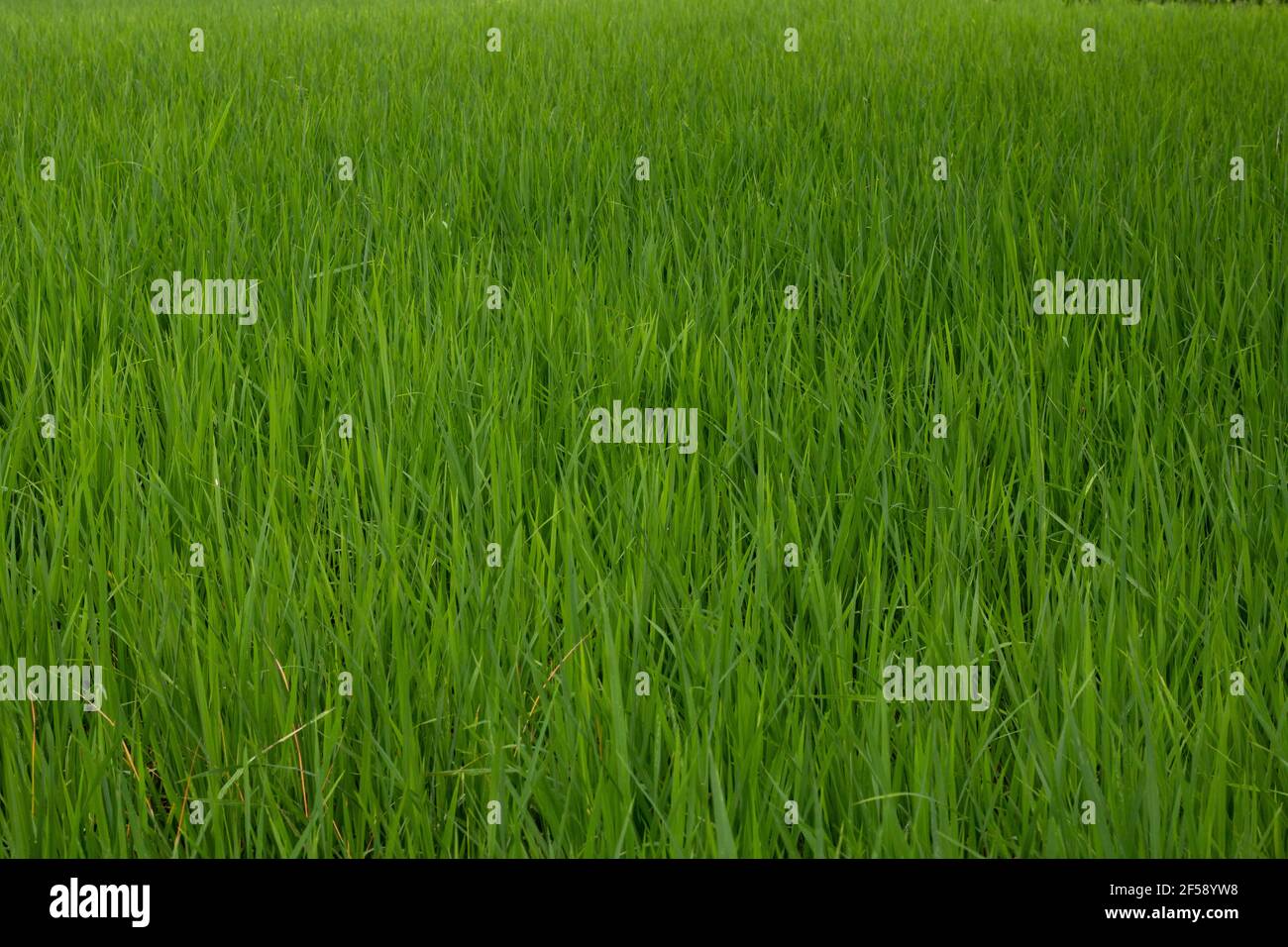 traditional rice farm , rice farm , rice plant , Green rice field india ...