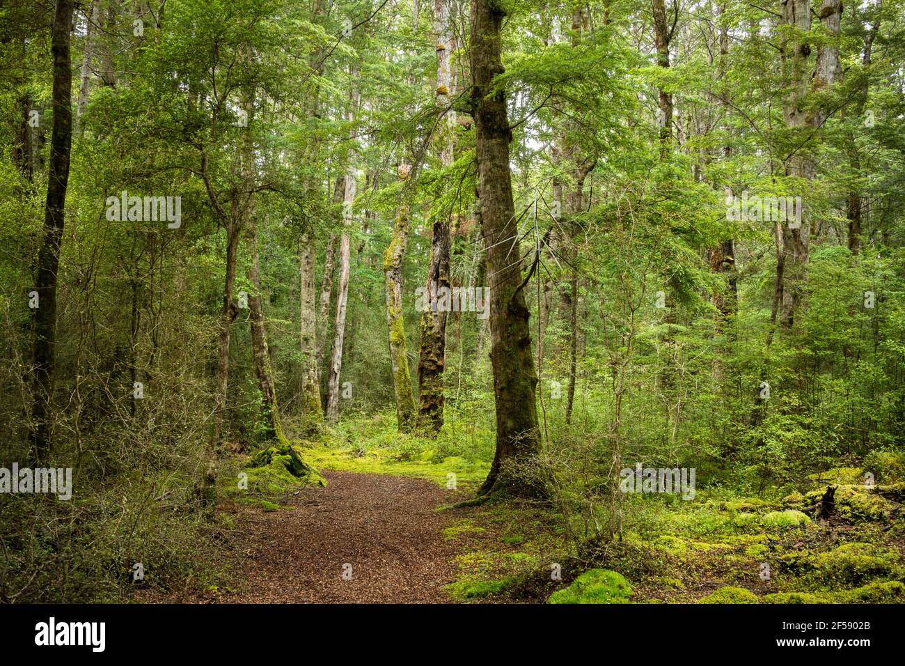 Fiordland forest moss hi-res stock photography and images - Alamy