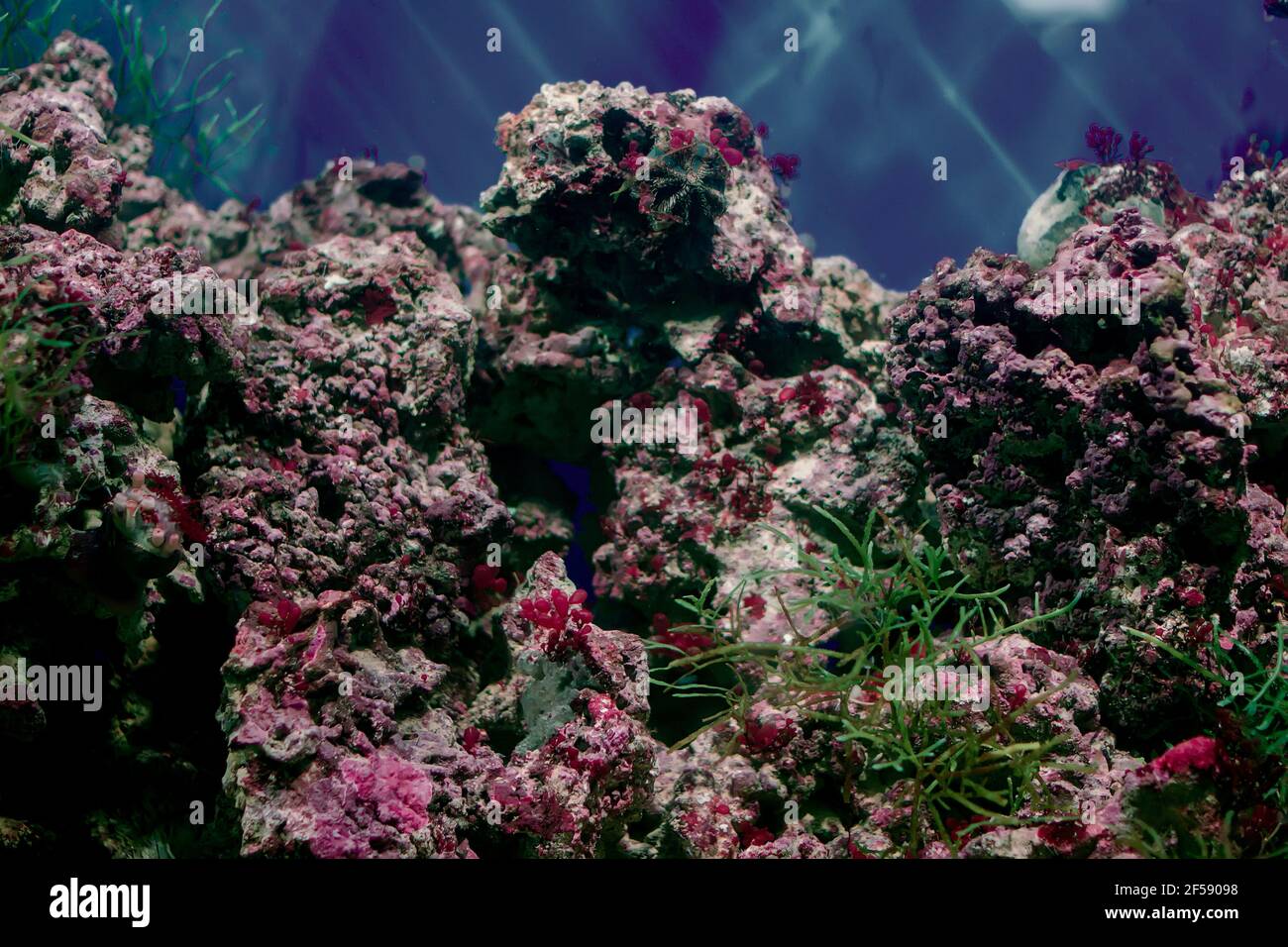 Beautiful underwater background with tropical colorful fish and corals ...