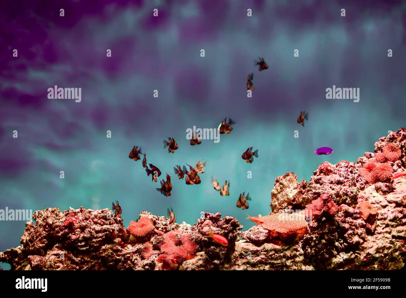 Beautiful underwater background with tropical colorful fish and corals ...