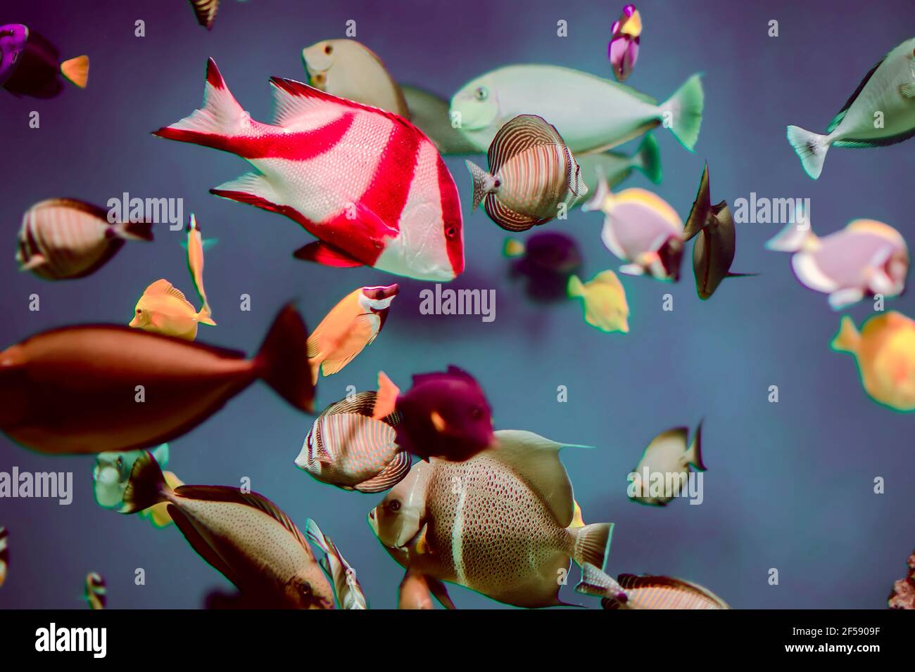 Beautiful underwater background with tropical colorful fish Stock Photo ...