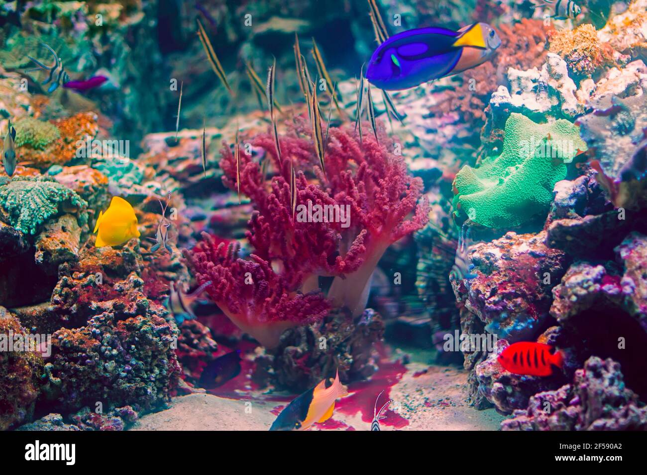 Beautiful underwater background with tropical colorful fish and corals ...
