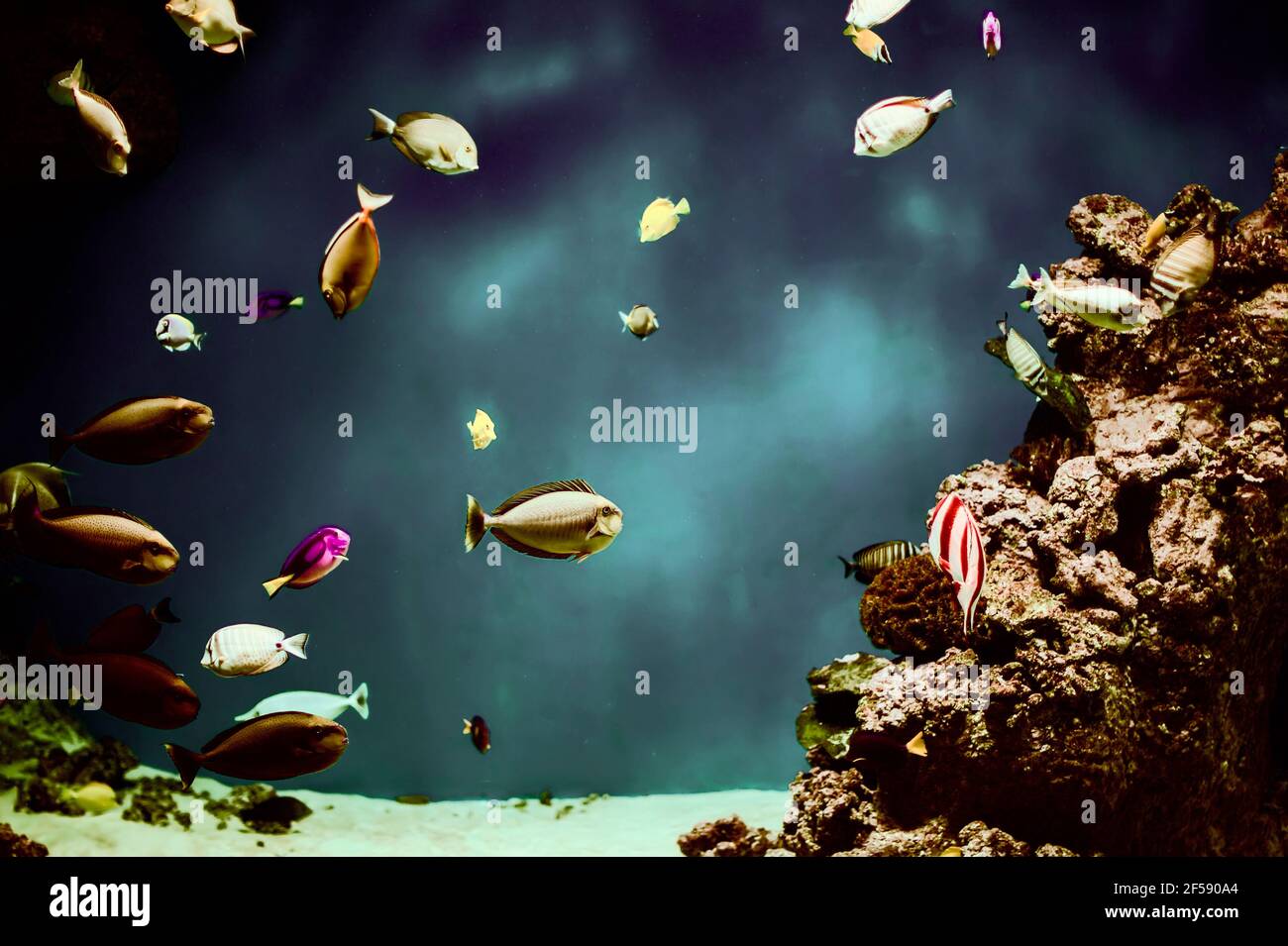 Multi-colored tropical fish on the background of reefs and coral Stock ...