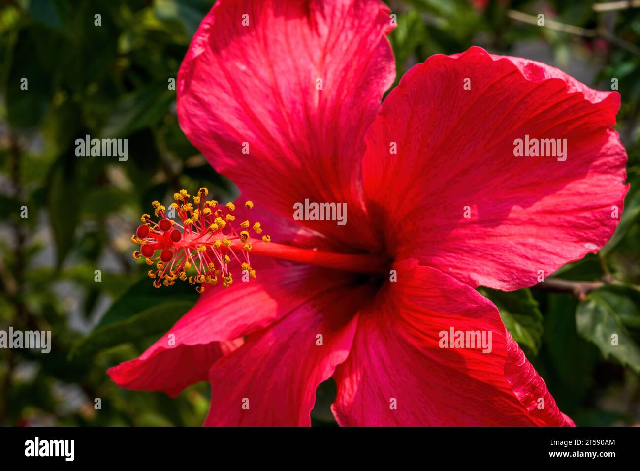 A close-up of a brightly blooming pink Zhu Jin flower, Hibiscus rosa ...