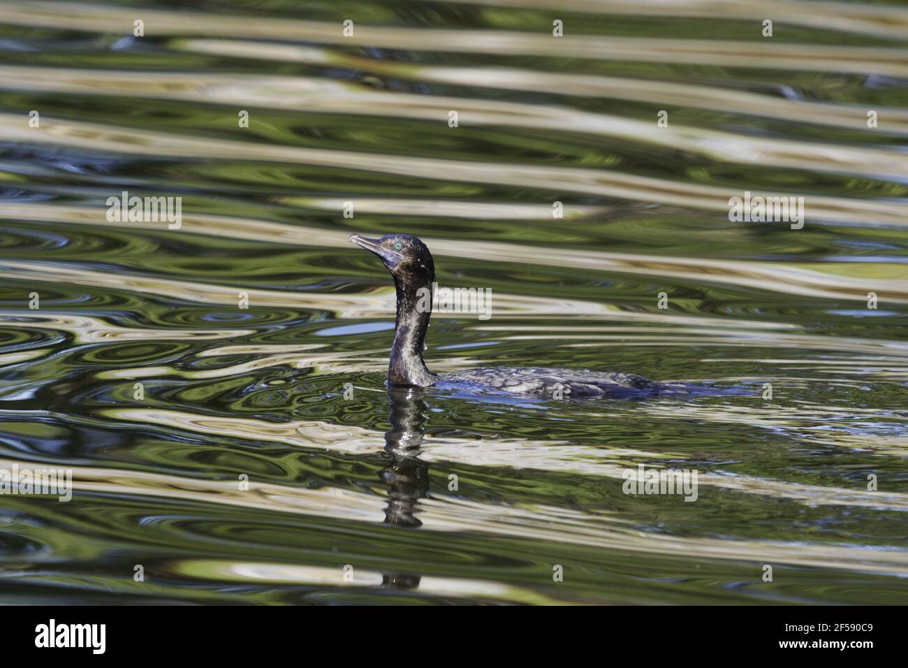Shag bird australia hi-res stock photography and images - Alamy