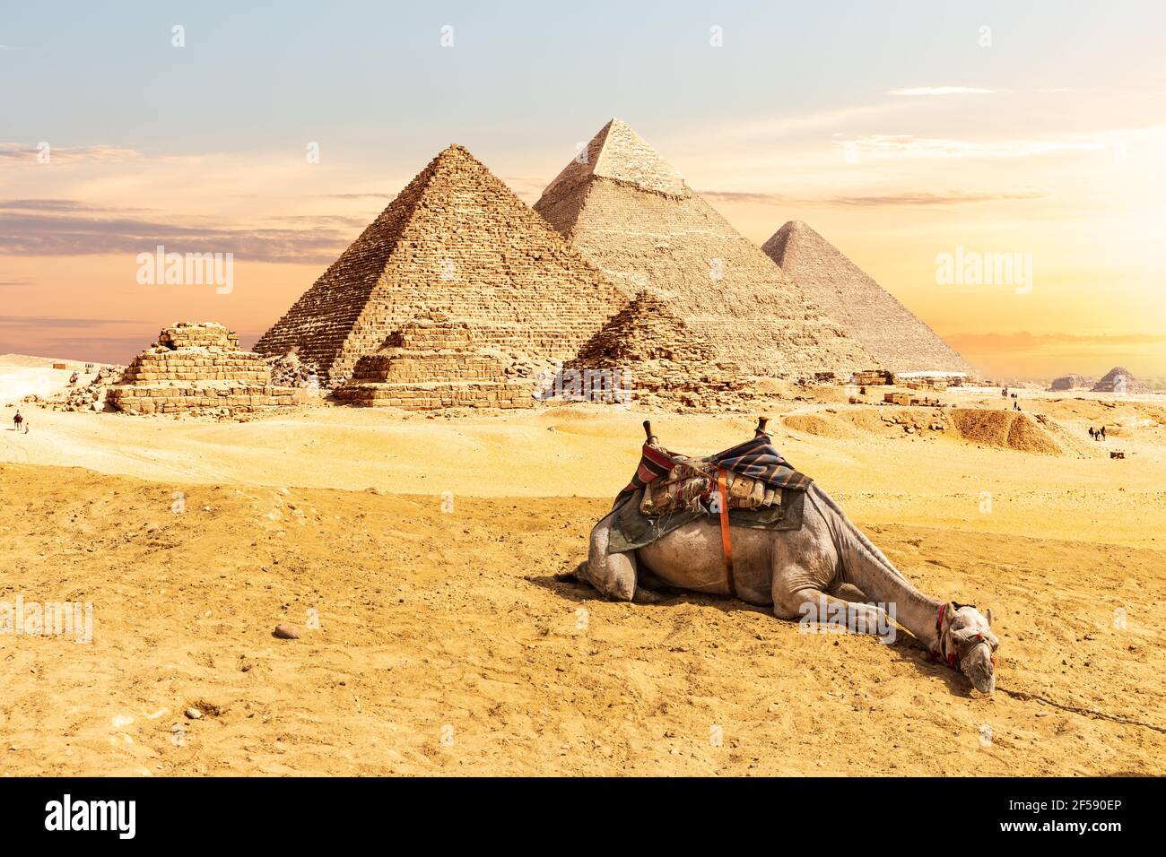 A camel in the desert by the Pyramids of Egypt, Giza Stock Photo - Alamy
