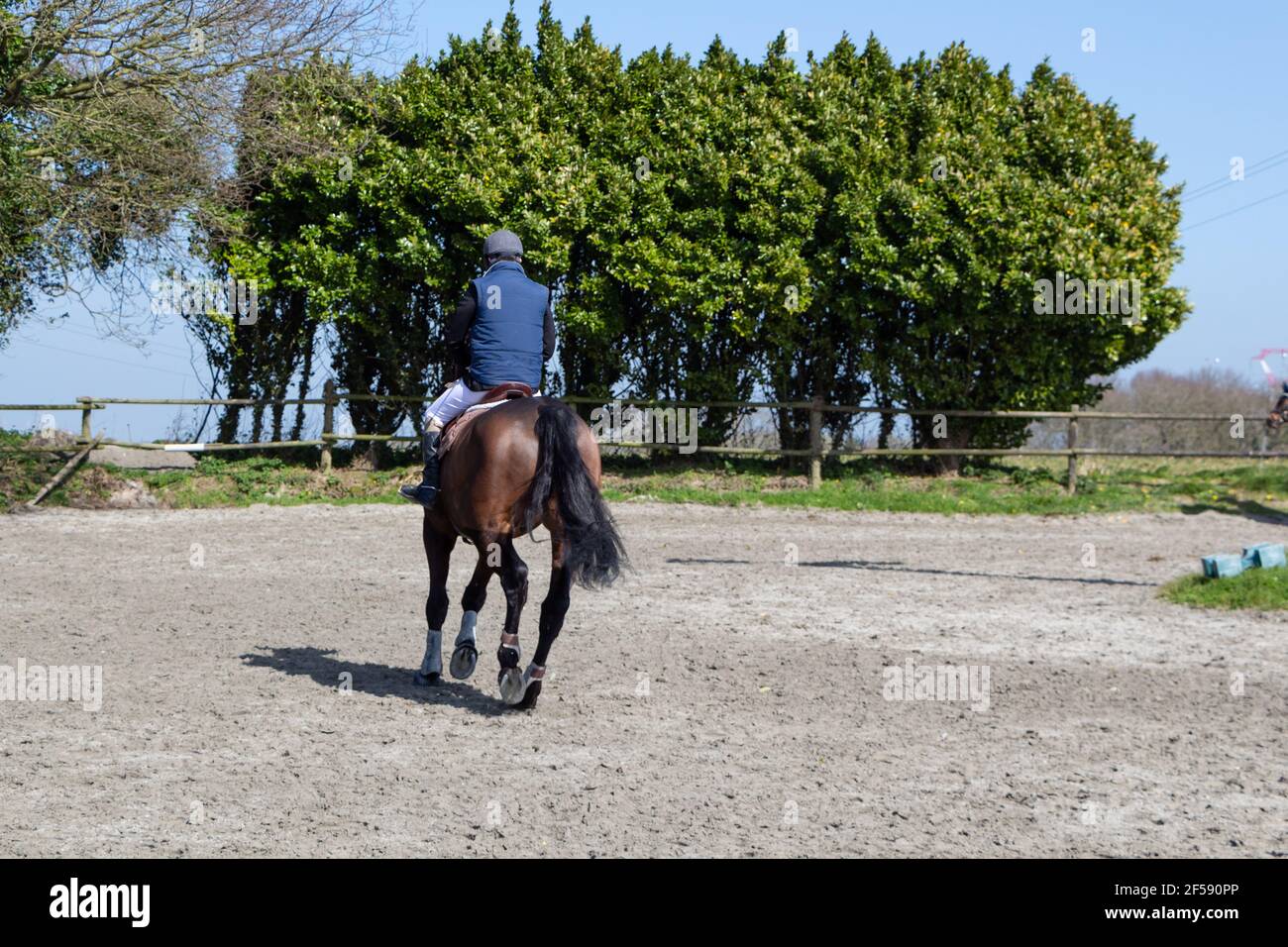 Man riding a bay horse at trot Stock Photo - Alamy