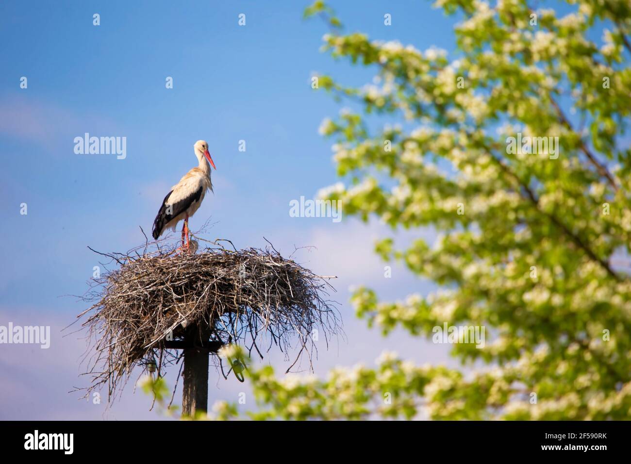 Black stork belarus hi-res stock photography and images - Alamy