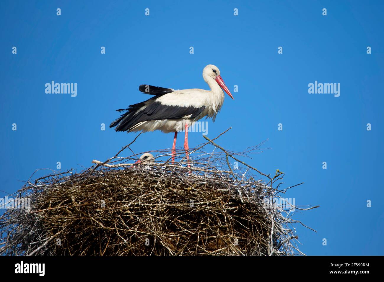 Black stork belarus hi-res stock photography and images - Alamy