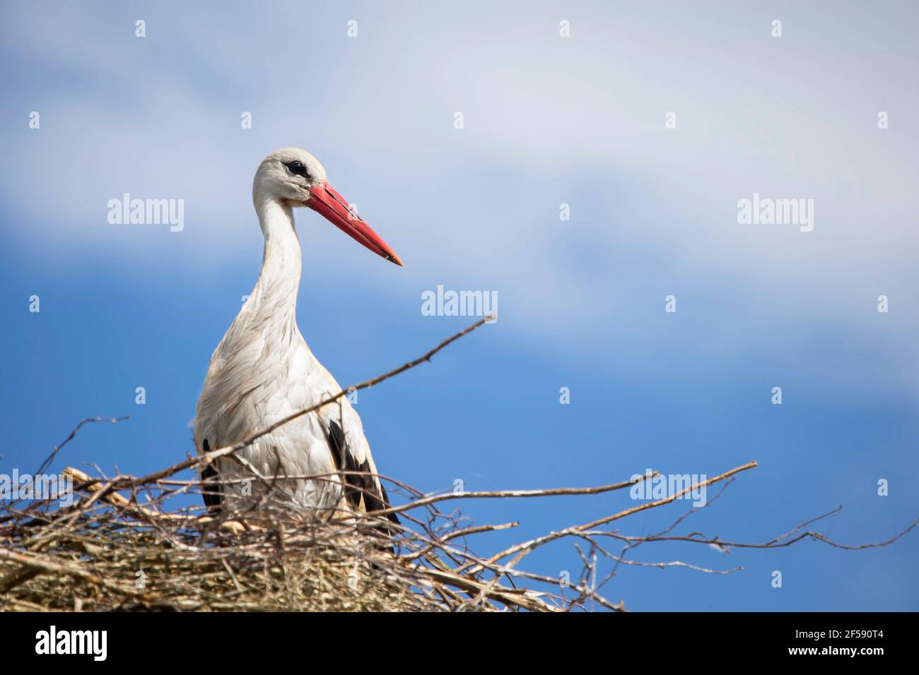 Black stork belarus hi-res stock photography and images - Alamy